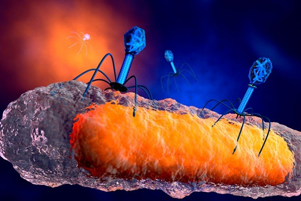 Condiciones de uso de los fagos para la reducción de niveles de ...